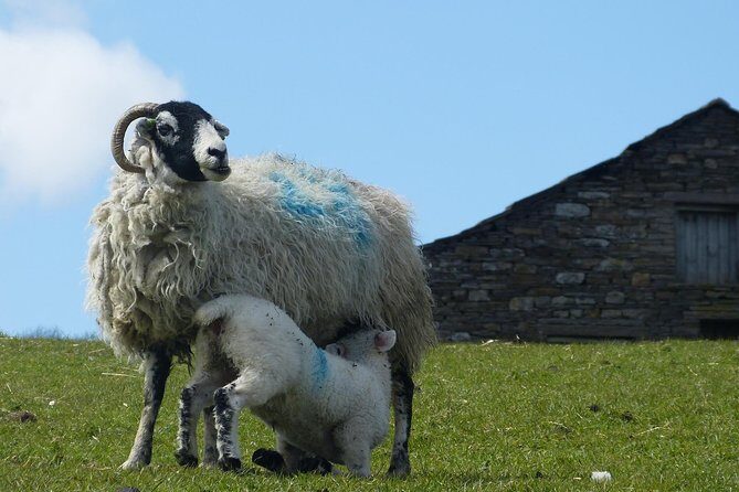 Yorkshire Dales Day Trip from York - The Sum Up