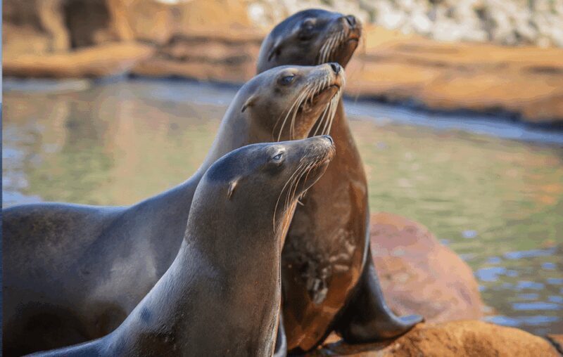 Yorkshire Wildlife Park: Entry Ticket - Key Points