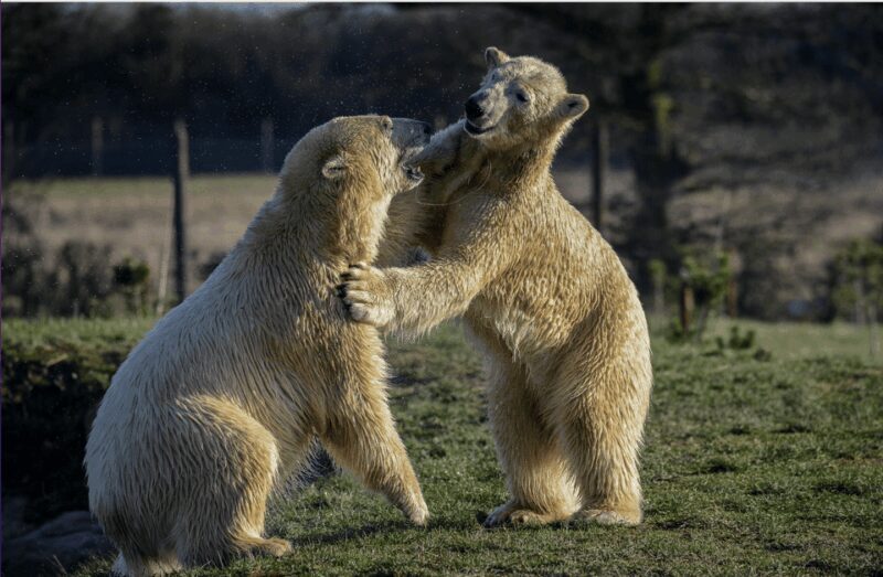 Yorkshire Wildlife Park: Entry Ticket - An Overview of Yorkshire Wildlife Park