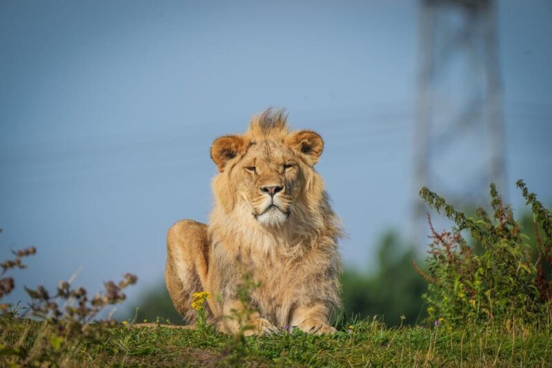 Yorkshire Wildlife Park: Entry Ticket - The Experience: What to Expect