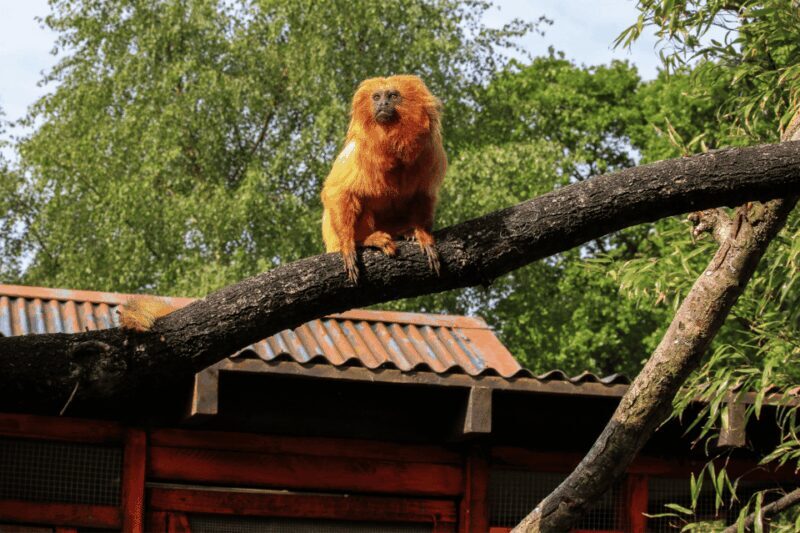 Yorkshire Wildlife Park: Entry Ticket - Practical Tips for Visiting Yorkshire Wildlife Park