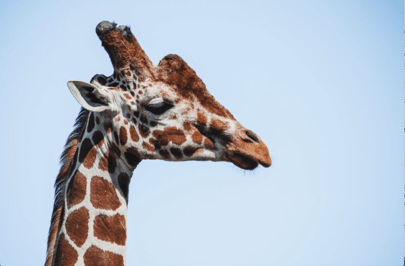 Yorkshire Wildlife Park: Entry Ticket - The Sum Up