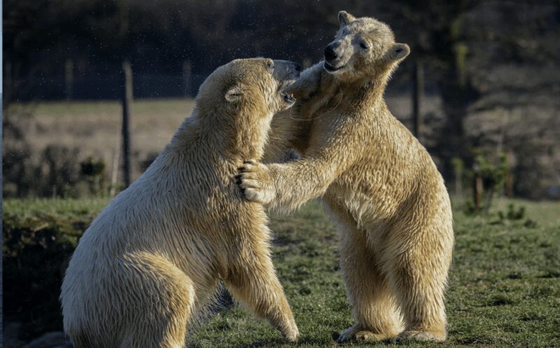 Yorkshire Wildlife Park: Entry Ticket - FAQ