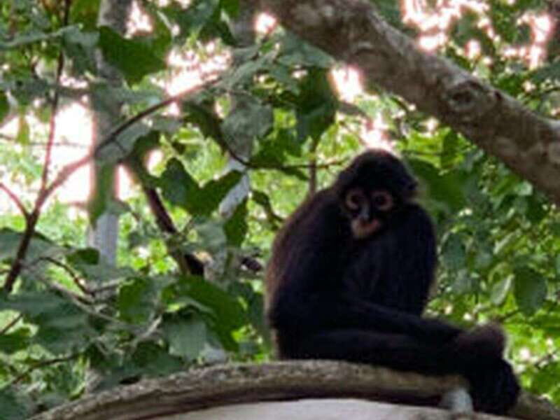 Yucatan: Coba Ruins & Punta Laguna Jungle Adventure - Water Adventures and Zip-Lining