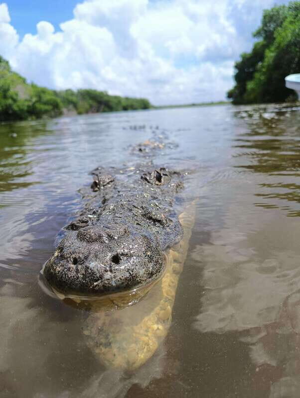 Yucatán: Río Lagartos Biosphere Reserve Boat Tour - Who Should Consider This Tour?