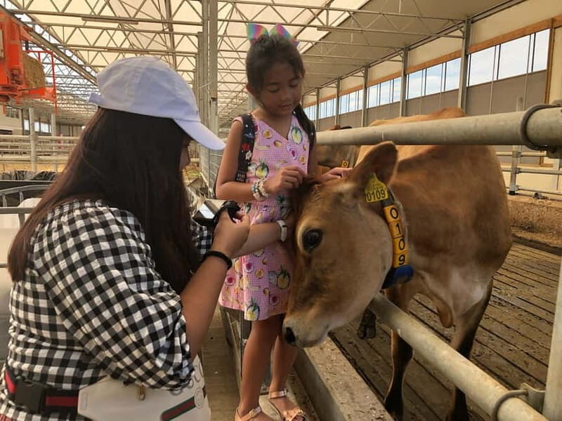 Zaanse Schans Windmills, Fishing Villages & Countryside - FAQ