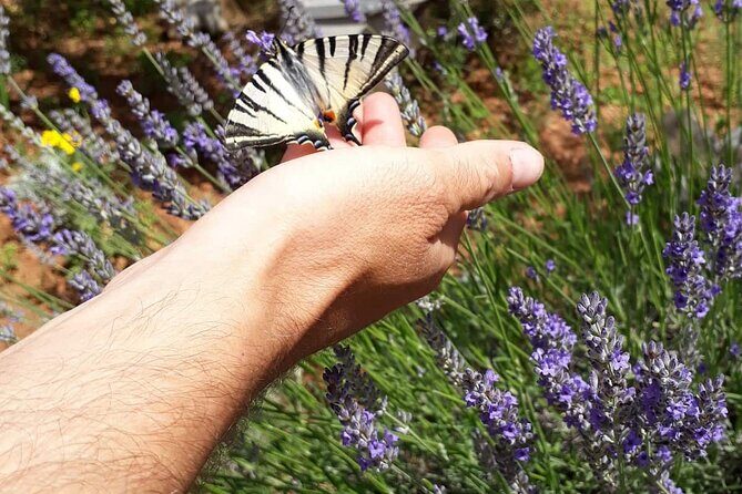 Zadar Boat Tour to the Nearby Islands - Final Thoughts