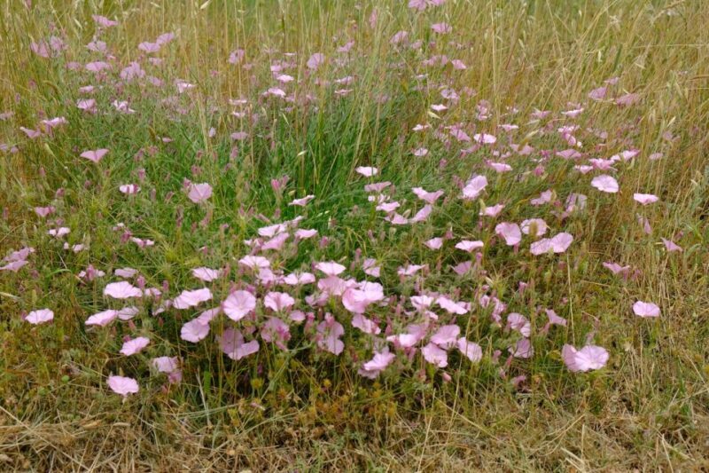 Zadar: Boat Tour to the Nearby Islands - FAQ