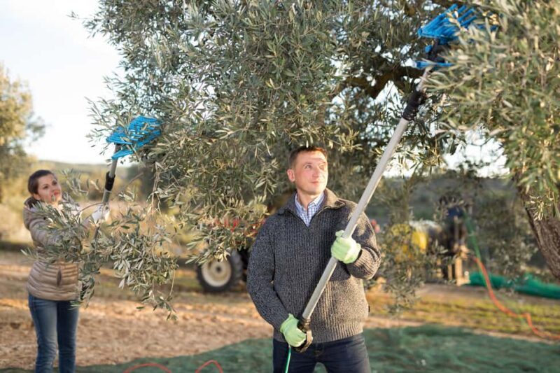 Zadar, ibenik: olive oil, wine & food tasting, Self Drive - Practicalities and Value