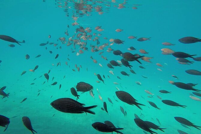 Zadar: Shipwreck Dive, Sandy Beach, Lighthouse & Island Tour - FAQ