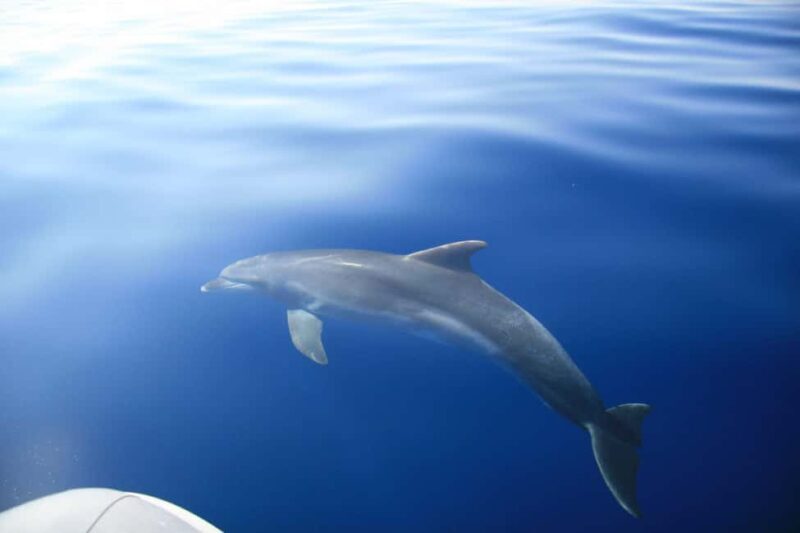 Zadar:Speedboat Tour Thrill Ride with Snorkeling on 3 island - Authentic Experiences from Reviewers