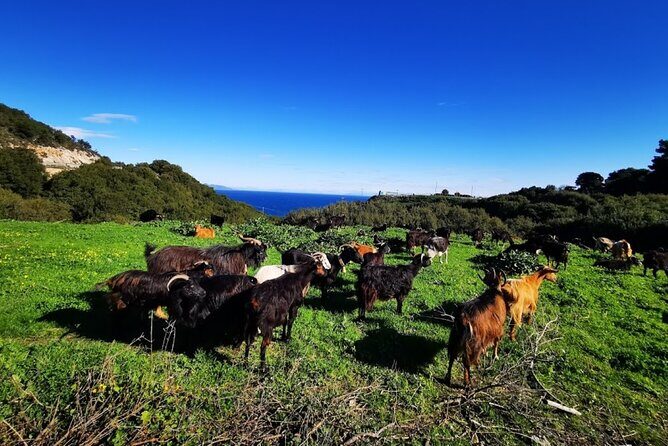 Zakynthos Sunset Tour with Greek night to Kampi - FAQ