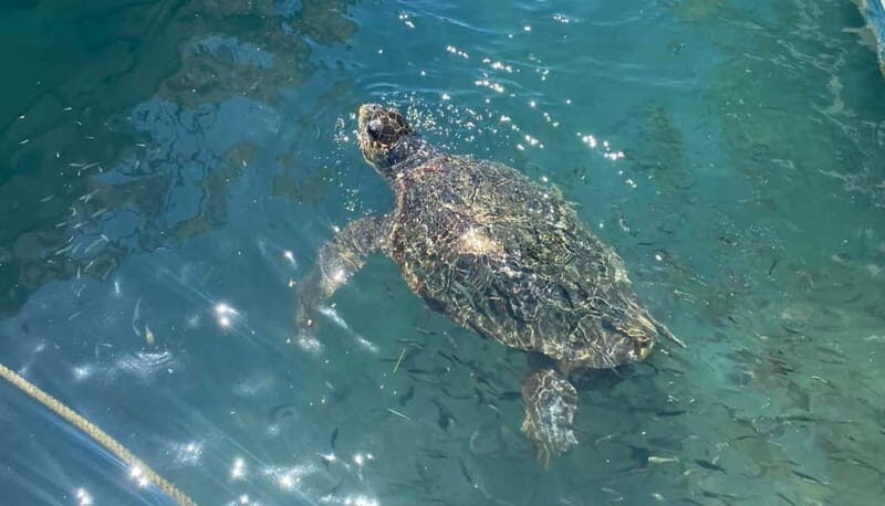 Zakynthos: Turtle Island, Cameo and Keri Caves + Transport - The Value of This Tour