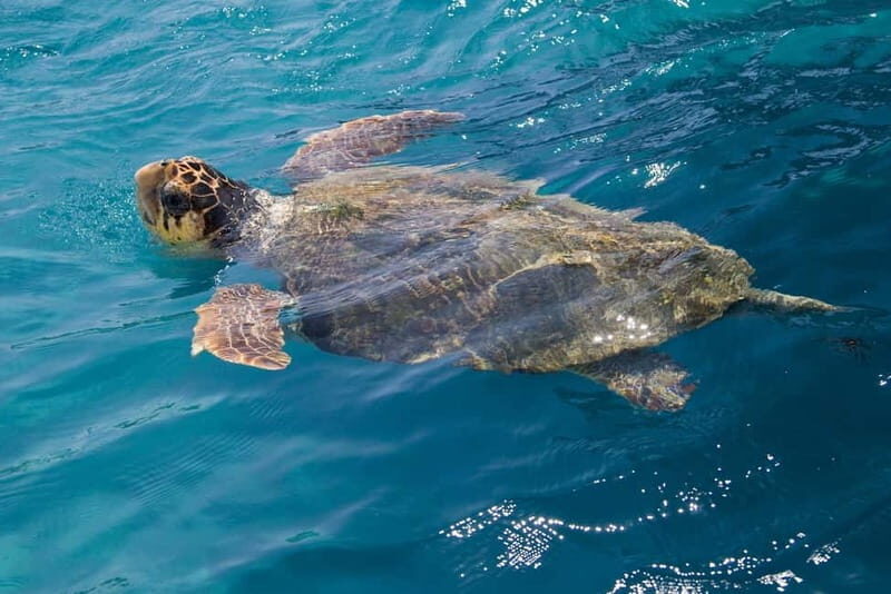 Zakynthos: Turtle Spotting Cruise with Glass-Bottom Boat - Overall Experience: A Well-Rounded, Scenic Adventure