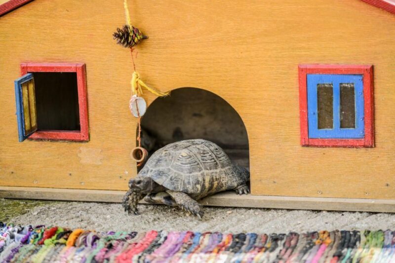 Zante: Half-Day Tour to Navagio, Blue Caves & White Beach - The Value Proposition: What You’re Getting for $29