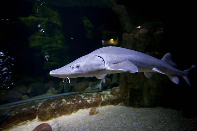 Zaragoza Aquarium Admission Ticket - Who Will Love the Zaragoza Aquarium?