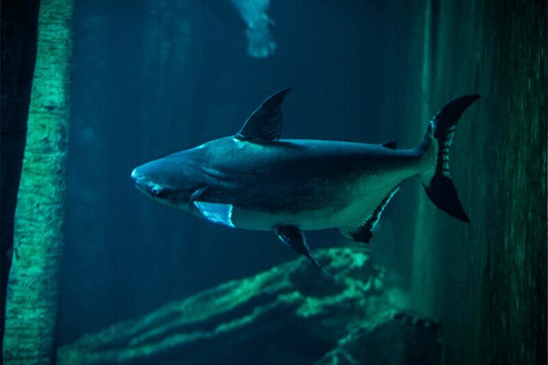 Zaragoza : Aquarium entry ticket - An In-Depth Look at Zaragoza’s Premier Aquarium