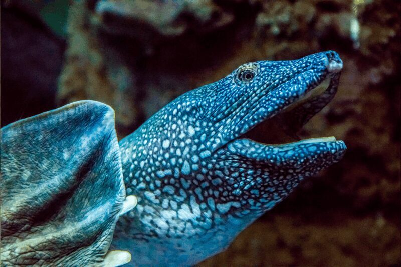 Zaragoza : Aquarium entry ticket - Who is This Tour Best For?