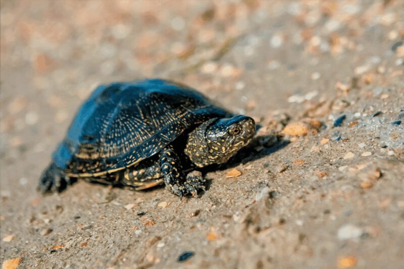 Zaragoza : Aquarium entry ticket - Final Thoughts: Is it Worth It?