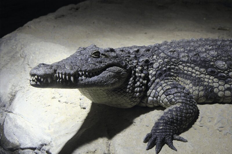 Zaragoza : Aquarium entry ticket - FAQs