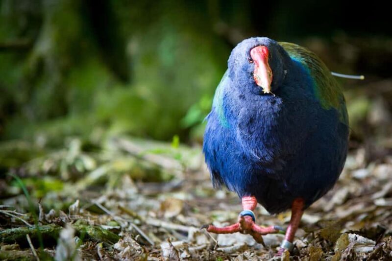 Zealandia by Day Tour - FAQs