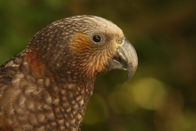 Zealandia - Twilight Guided Eco Wildlife Tour - FAQ