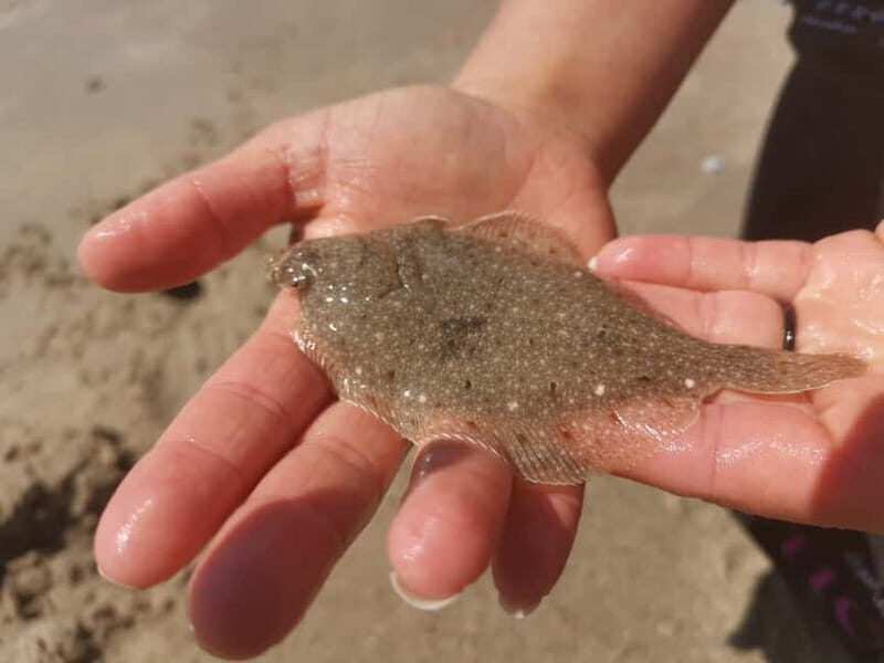Zeeland Strand safari met visnet NL/DE - An In-Depth Look at the Zeeland Strand Safari