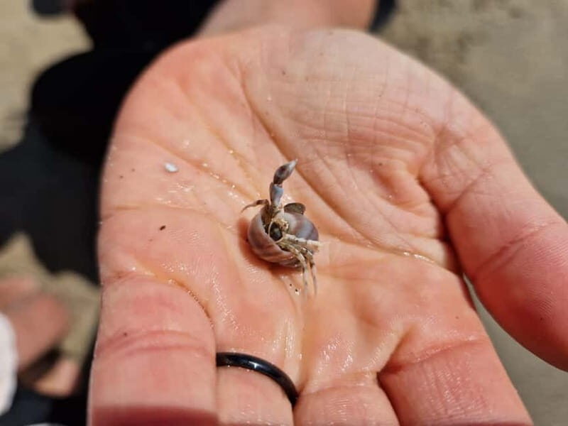 Zeeland Strand safari met visnet NL/DE - FAQ