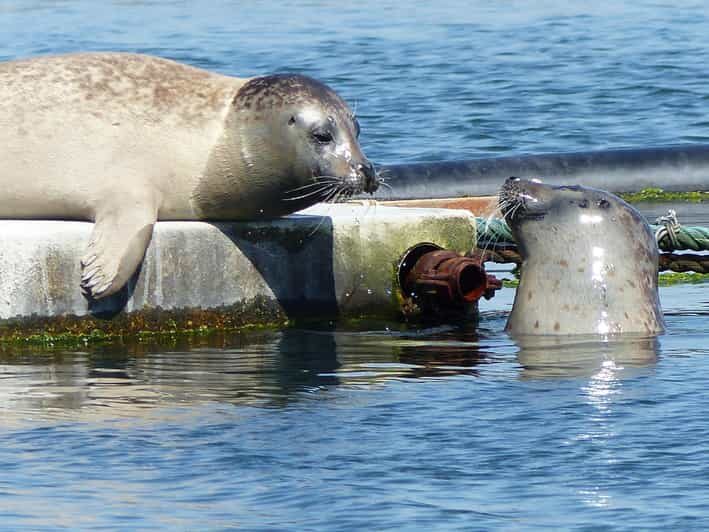 Zeeland Zeehonden strand safari NL/DE - What to Bring and Considerations