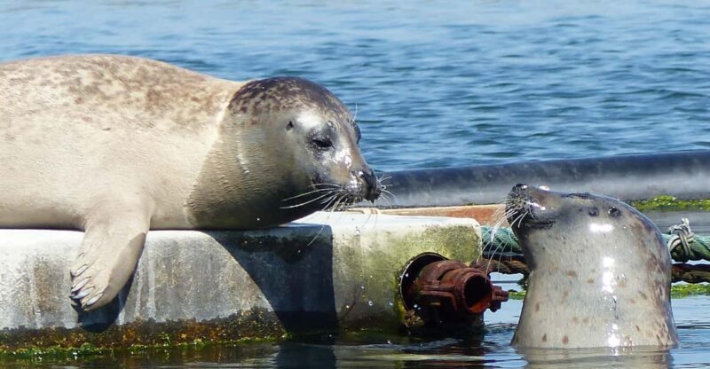 Zeeland Zeehonden strand safari NL/DE - Final Thoughts