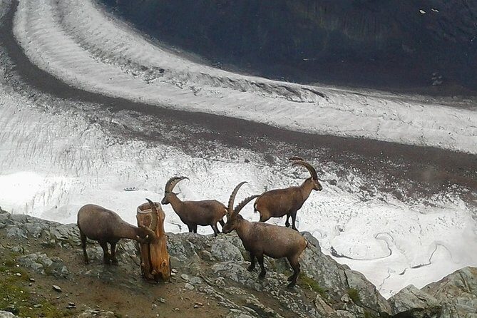 Zermatt & Mt. Gornergrat Small Group Day Trip from Basel - The Journey to Zermatt and the Matterhorn—Step by Step