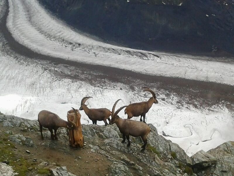 Zermatt Village Walk and Mt. Gornergrat Private Day Trip - FAQ