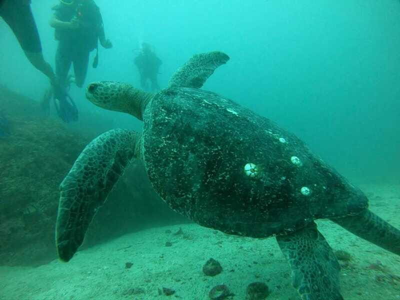 Zihuatanejo: Marine Life Observation Tour - What Makes This Tour Stand Out?