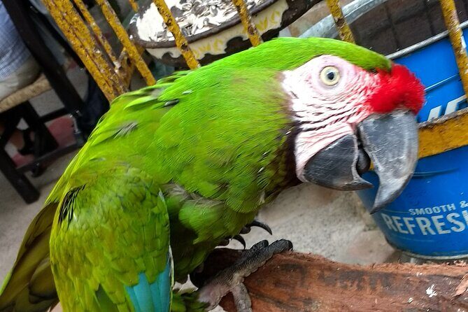Zip Line Canopy Jungle Adventure from Puerto Vallarta - FAQ