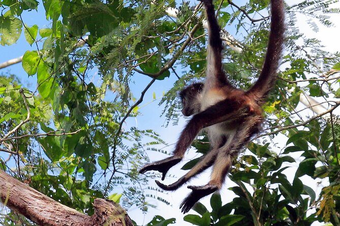 Zip lining and Canoe Monkey jungle in Tulum - Final Thoughts: Why This Tour Is a Solid Choice