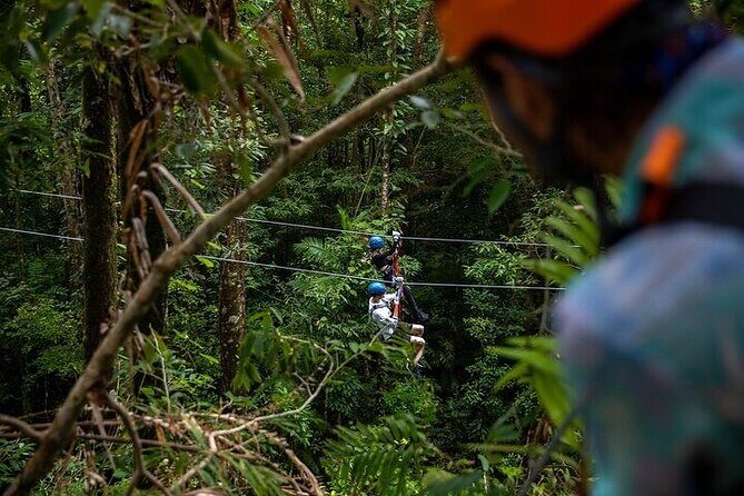 Ziplining Cape Tribulation with Treetops Adventures - An Adventure in the Canopy: What to Expect
