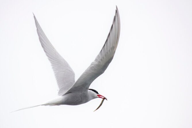 Zodiac Coastal Tour with Naturalist Guide: Lunenburg - Wrapping Up