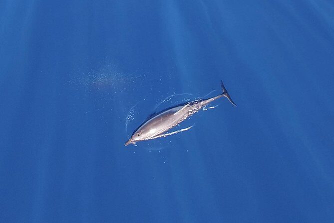 Zodiac Whale Watching Adventure - Incl FREE photos - Final Thoughts: Is This Tour for You?