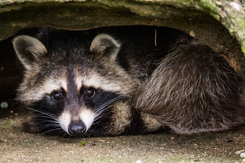 Zoo al Maglio: 1-Day Ticket for the Jungle of Ticino - An Overview of Zoo al Maglio