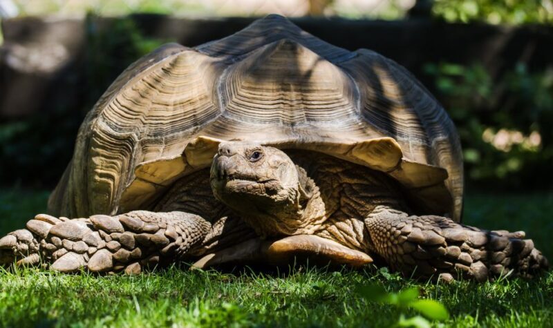 Zoo al Maglio: 1-Day Ticket for the Jungle of Ticino - Animal Encounters and Notable Exhibits