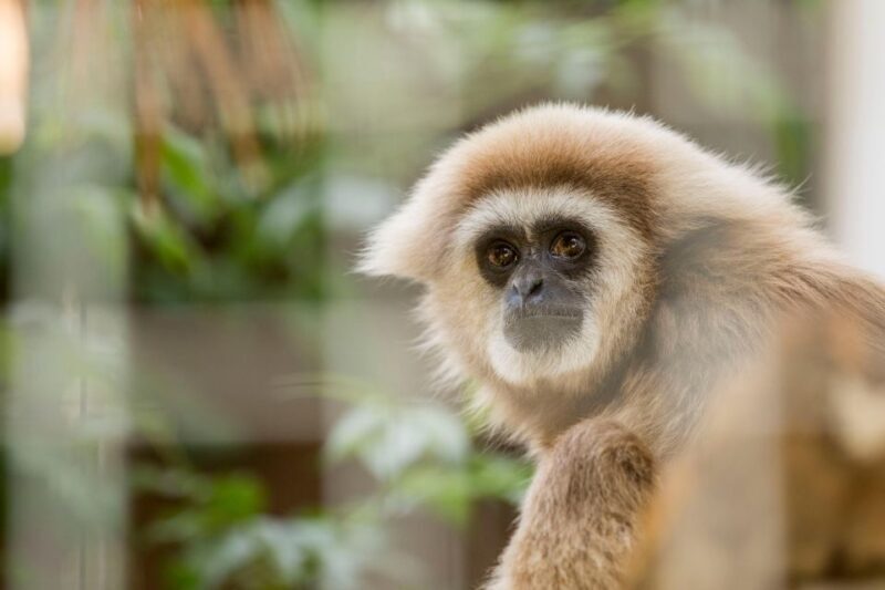 Zoo al Maglio: 1-Day Ticket for the Jungle of Ticino - Food, Souvenirs, and Facilities