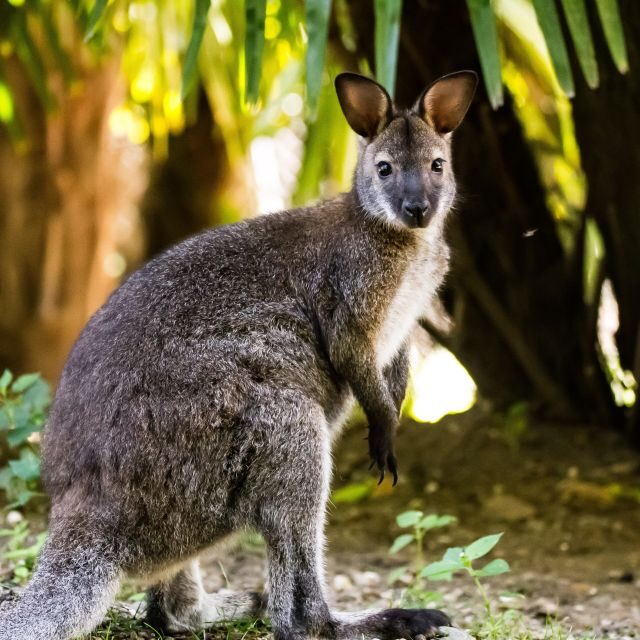 Zoo al Maglio: 1-Day Ticket for the Jungle of Ticino - Sustainability and Conservation