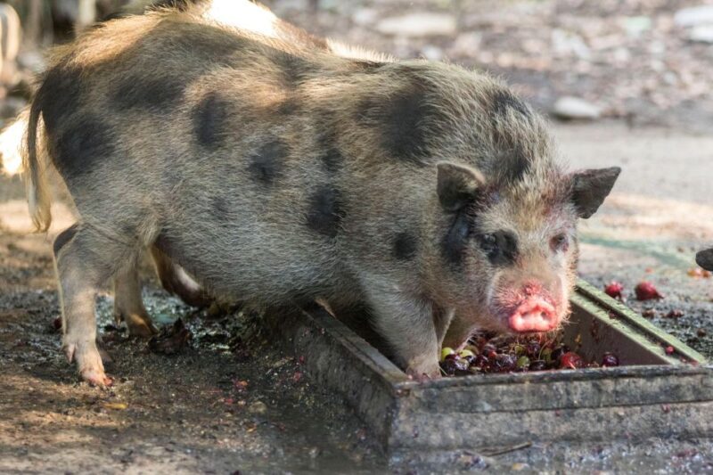 Zoo al Maglio: 1-Day Ticket for the Jungle of Ticino - Practical Tips for Visitors