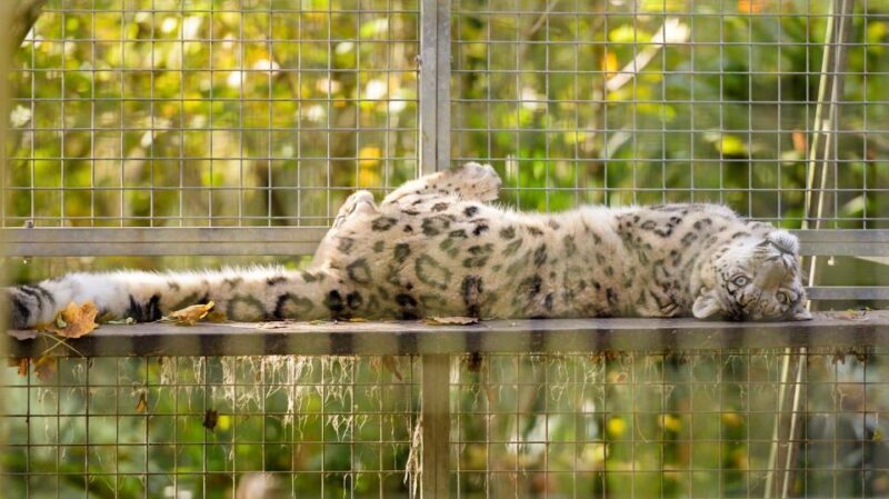 Zoo al Maglio: 1-Day Ticket for the Jungle of Ticino - Who Should Visit Zoo al Maglio?