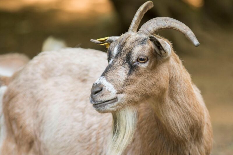 Zoo al Maglio: 1-Day Ticket for the Jungle of Ticino - Final Thoughts