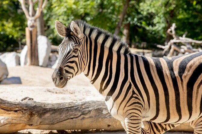 Zoo Aquarium Madrid Admission Ticket - An In-Depth Look at the Experience