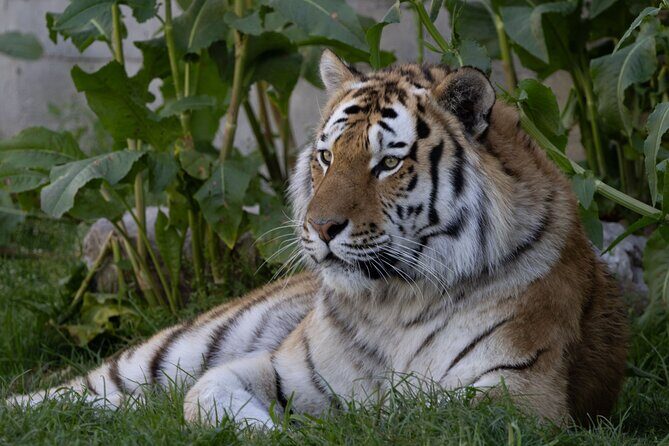 Zoo Aquarium Madrid Admission Ticket - FAQ
