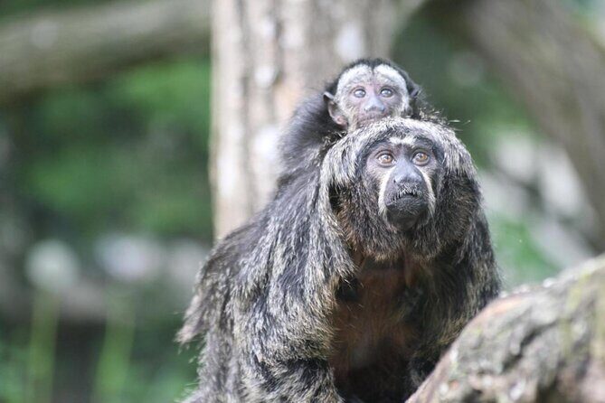 Zoo Of Beauval - Private Trip - Key Points  