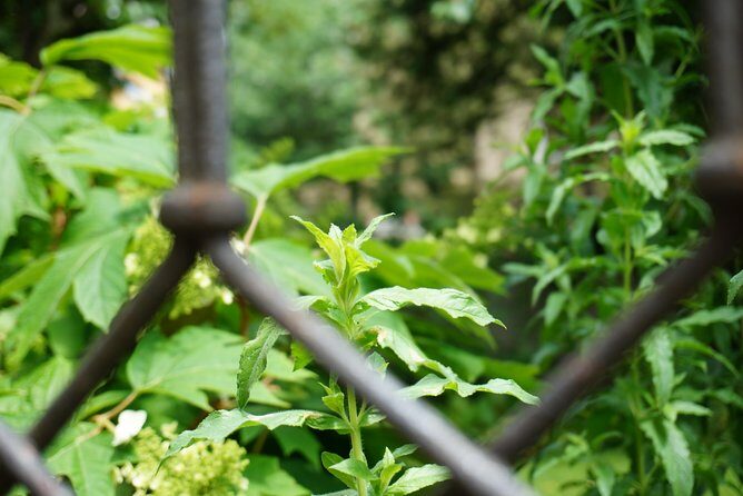 Zürich Historic District Tour - FAQ