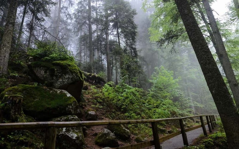 Zürich/Lucerne: Rhine Falls, Titisee & Black Forest Day Trip - Who Would Love This Tour?